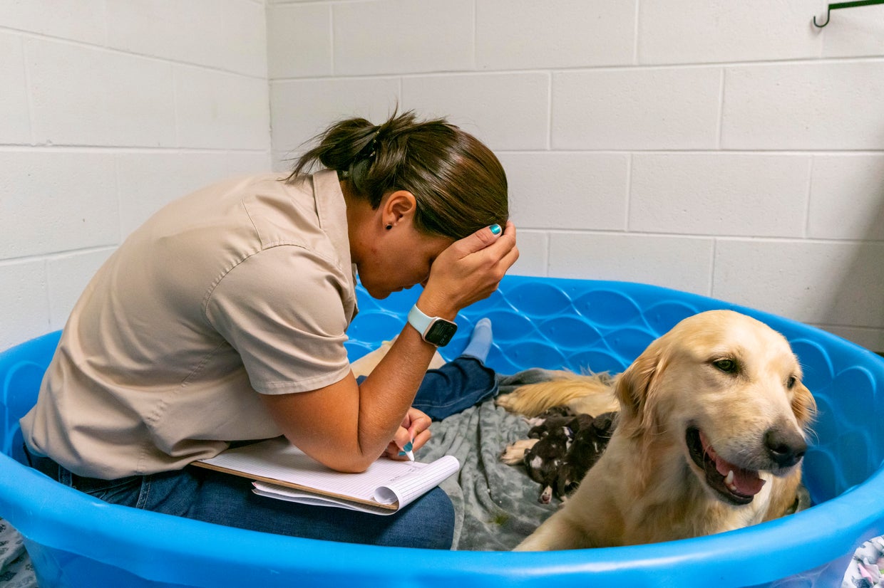 This golden retriever is nursing 3 African painted dog pups at a zoo ...