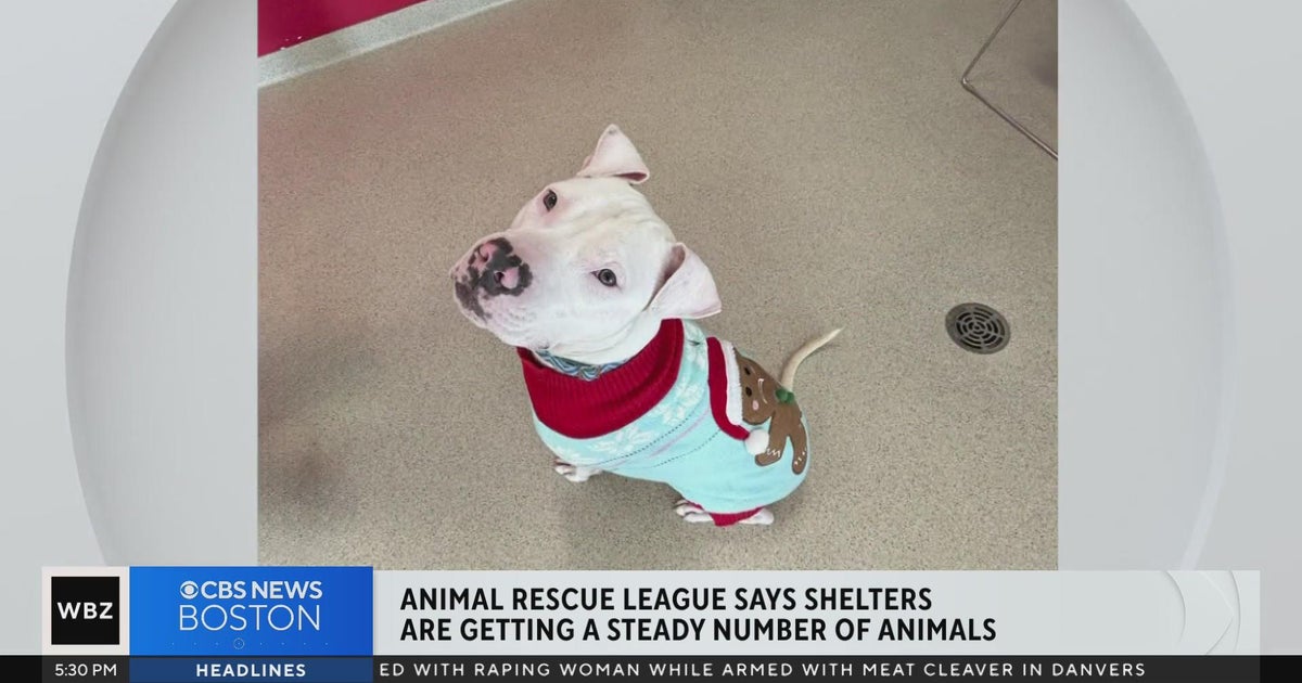 New report finds animal shelters nationwide are experiencing ...