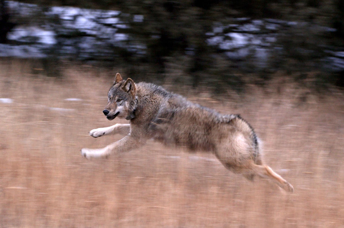 Some wolves reintroduced into Colorado came from packs with history of ...