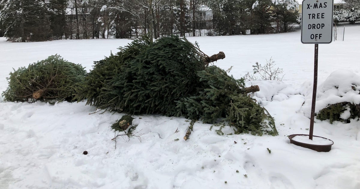 Here's how to recycle Christmas trees in Michigan - CBS Detroit