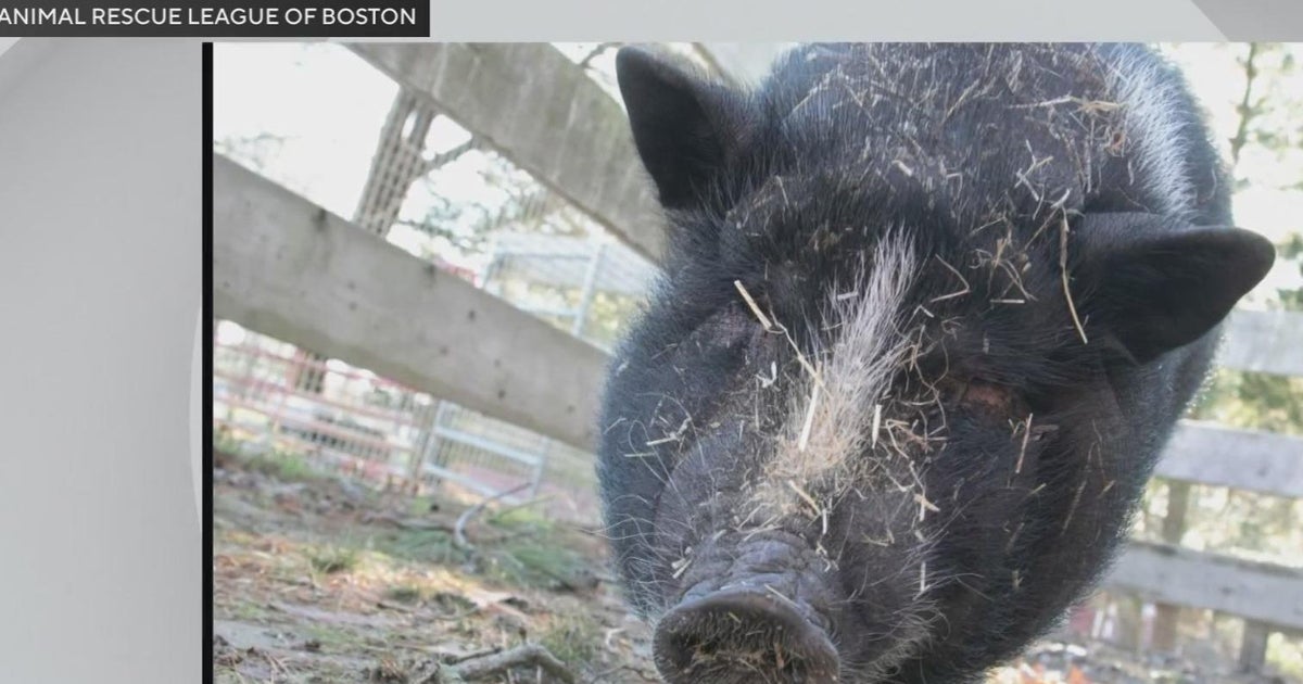 Potbelly pig named Nala searching for new home - CBS Boston