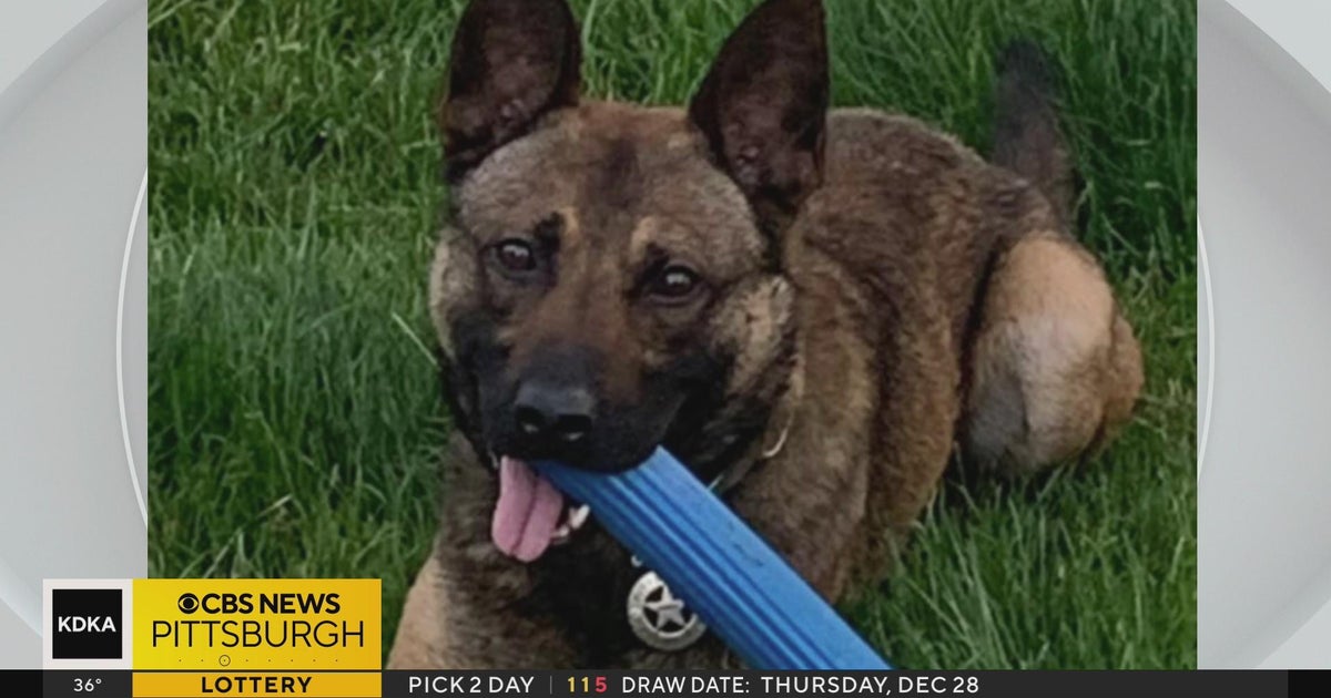 Pittsburgh Police K9 unexpectedly dies - CBS Pittsburgh
