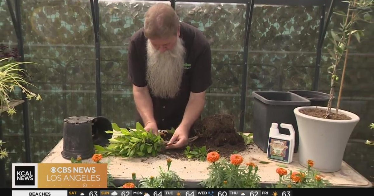 How to braid trees | In the Garden - CBS Los Angeles