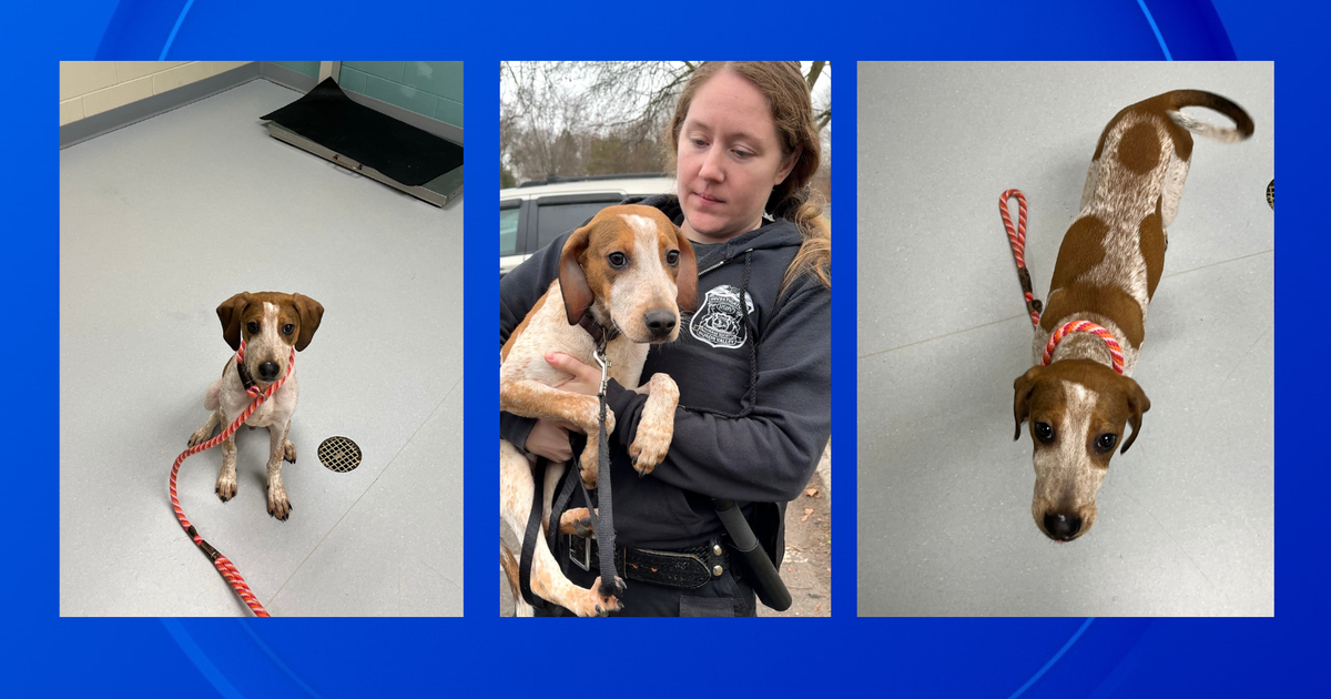 Metro Detroit humane society seeks tips after abandoned 5-month-old ...