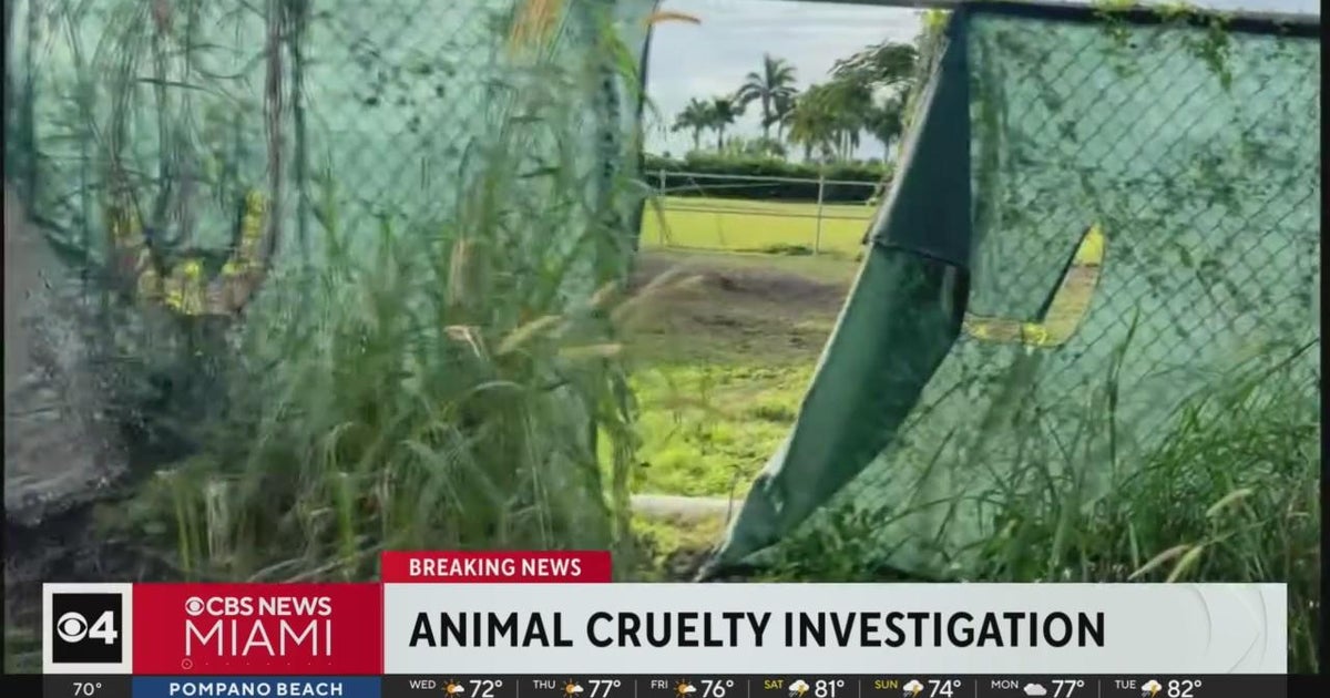 Horses slaughtered in SW Miami-Dade - CBS Miami