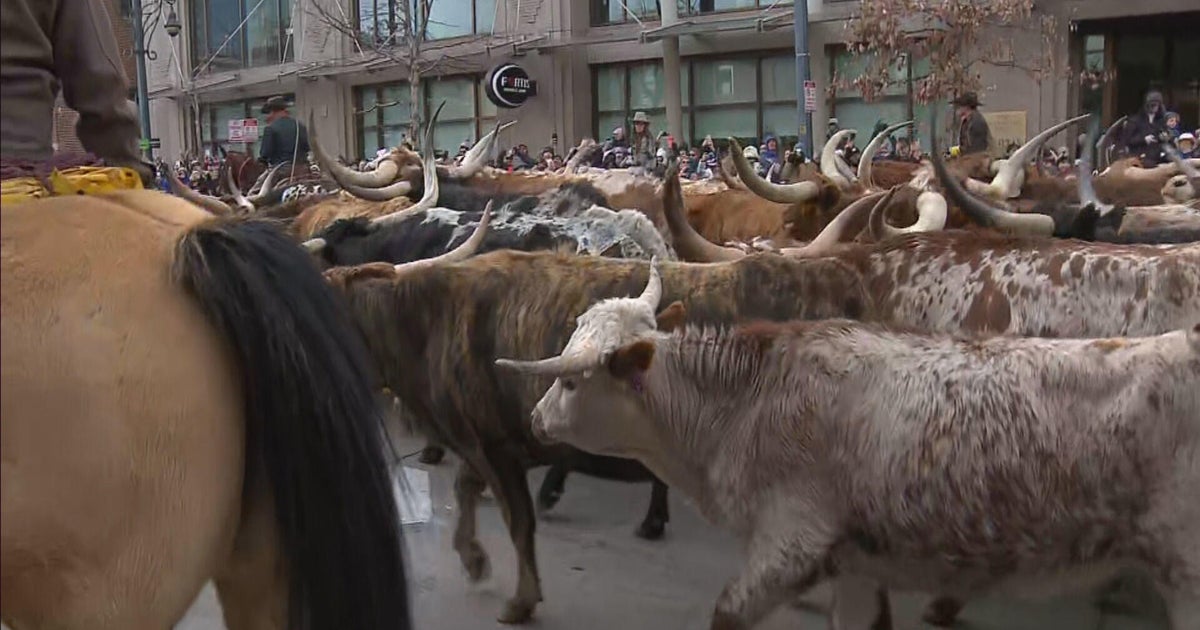 Longhorns lead National Western Stock Show Parade