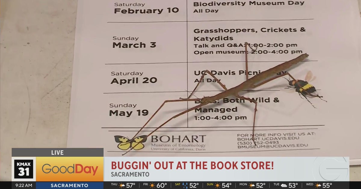 Bugs Galore! - Good Day Sacramento
