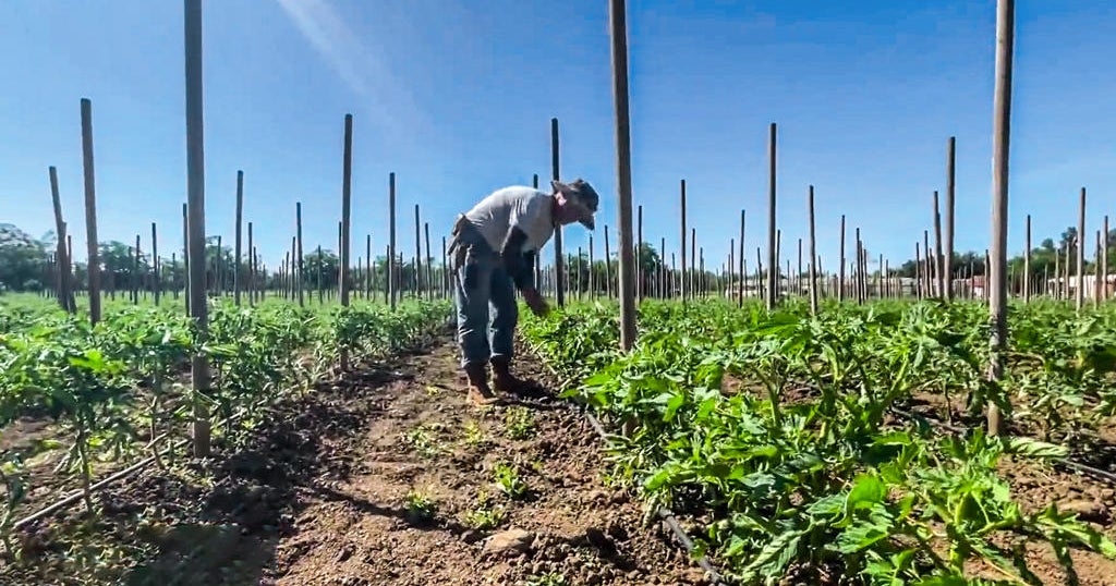 Climate 'weirding' forces California tomato farmer to improvise - CBS ...