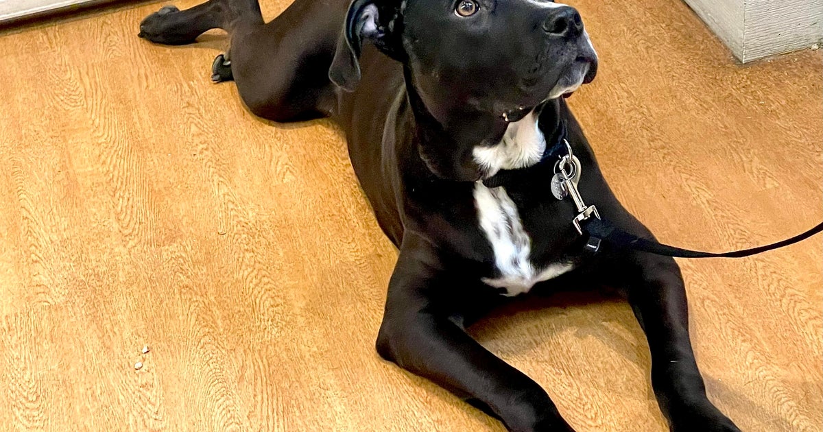 PAWS Chicago Pet of the Week: Dave - CBS Chicago