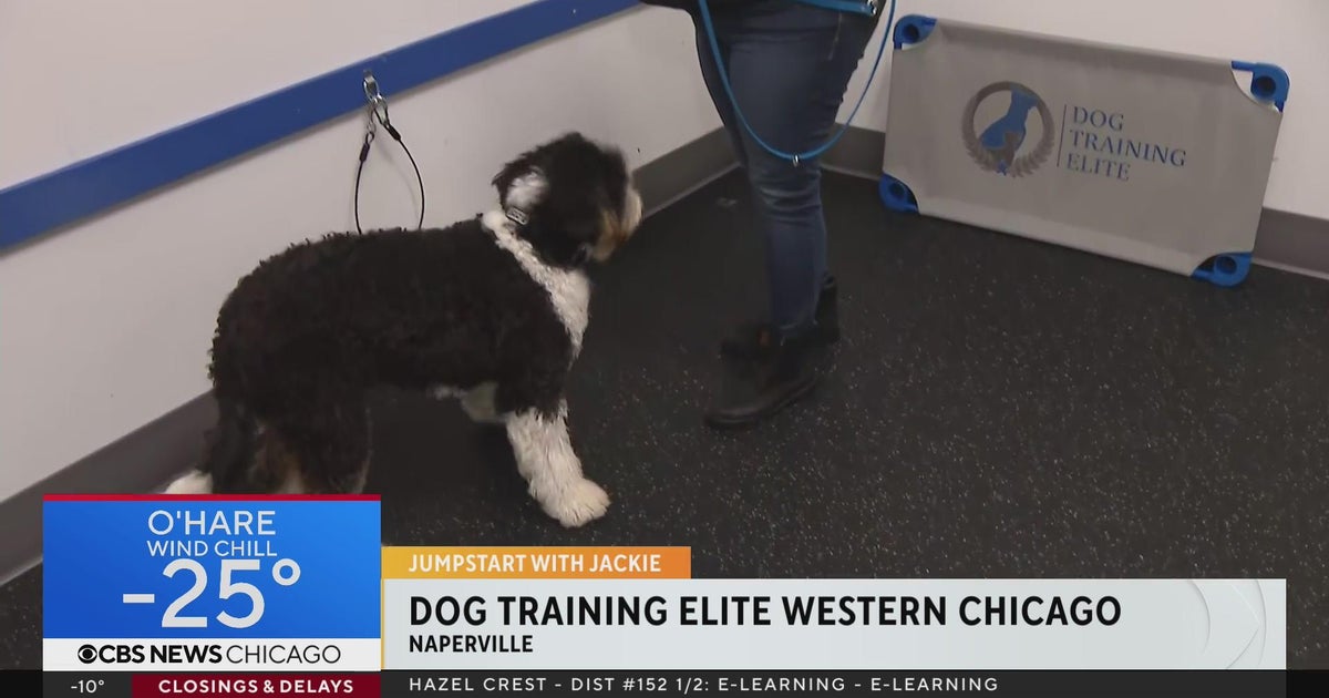 Jumpstart with Jackie: Tips and tricks for dog owners - CBS Chicago