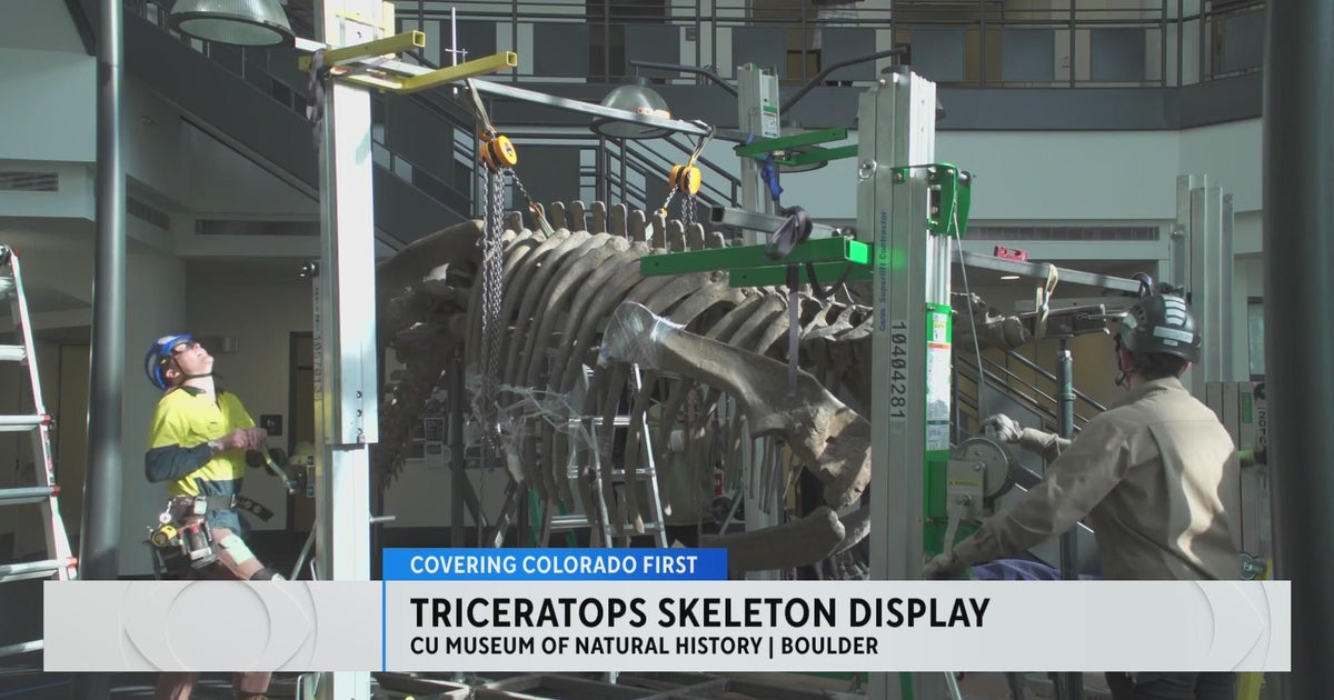 Triceratops skeleton on display on University of Colorado Boulder ...