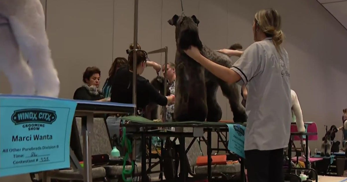 A look at a grooming competition at the Great American Dog Show - CBS ...