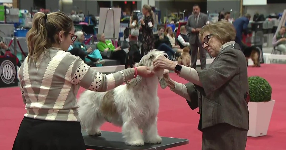 Great American Dog Show: How a Best in Show competition is judged - CBS ...