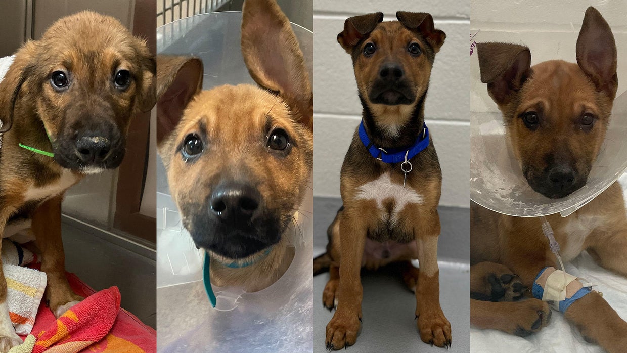"Lucky" puppies that survived parvovirus are up for adoption in ...
