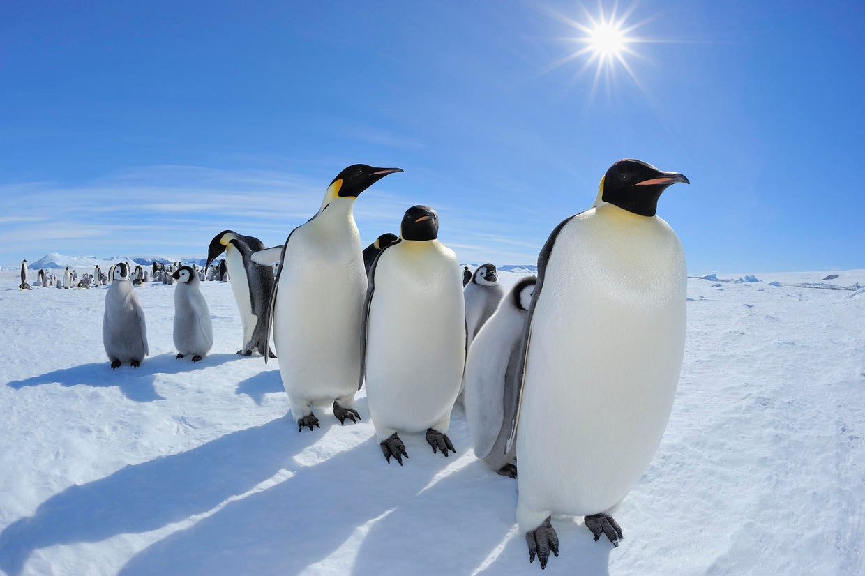 New report indicates emperor penguins are living on thin ice - CBS San ...