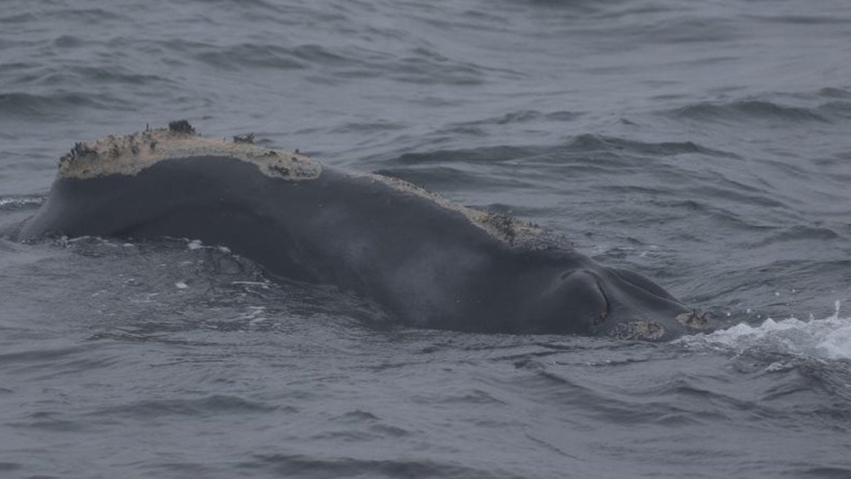 First right whales of the season spotted near lighthouse in Cape Cod ...