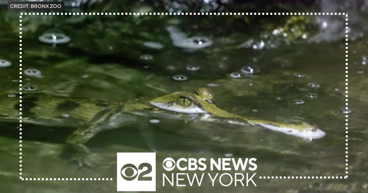 Bronx Zoo adds new family of endangered reptiles - CBS New York