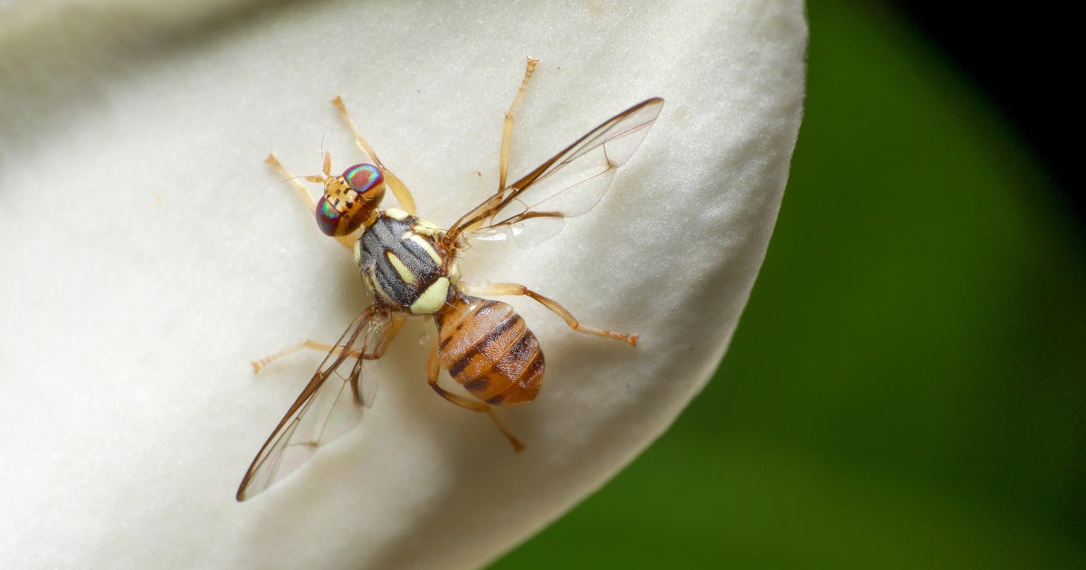 Redlands to combat invasive insects by stripping trees of fruit - CBS ...