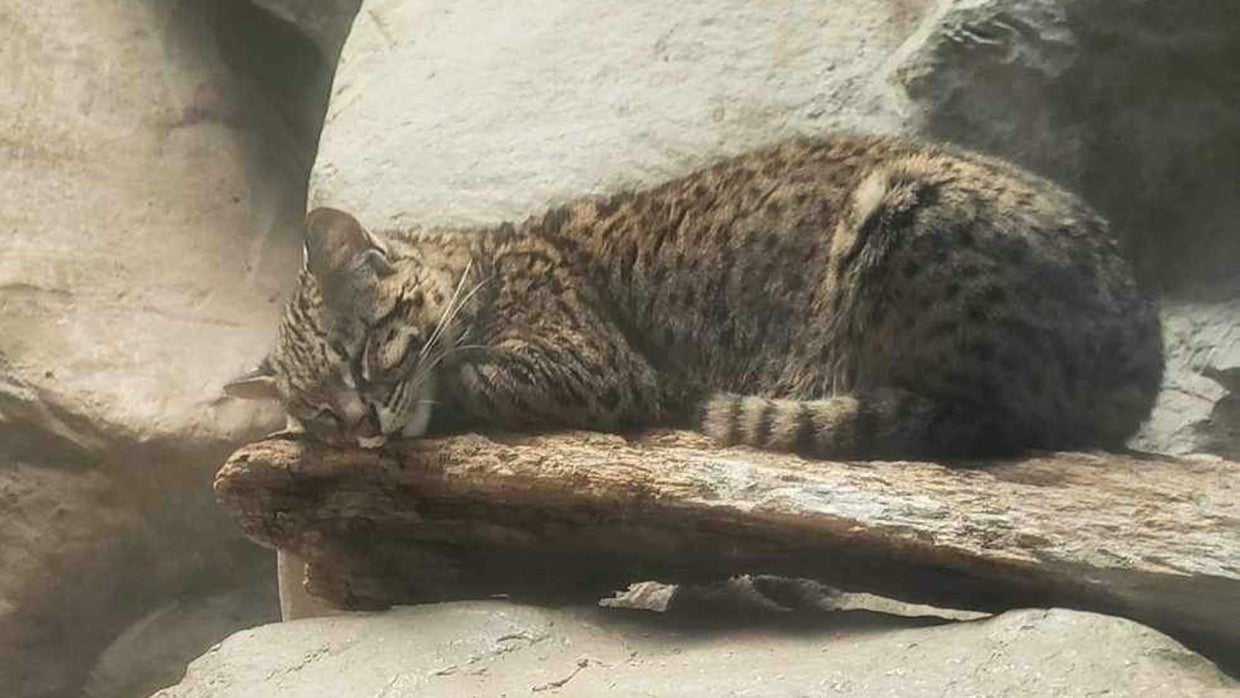 Dia may look like a house cat, but this Geoffroy's cat will make her ...