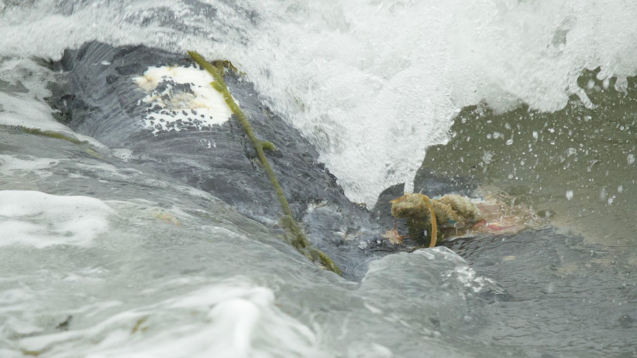 Young right whale found on Martha's Vineyard died after getting tangled ...