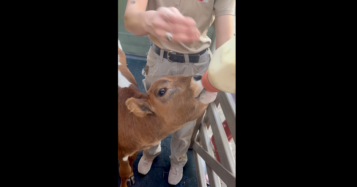Meet "Chomping Charlie" the Longhorn at the Fort Worth Zoo - CBS Texas