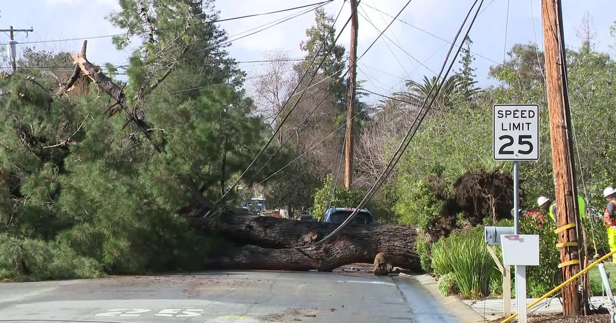 Raw video: Toppled tree knocks blocks road, knocks down power poles in ...