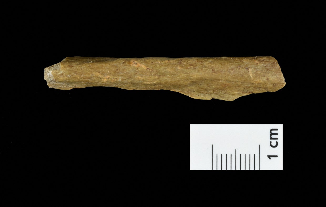 Discovery of bones and tools in German cave could rewrite history of ...