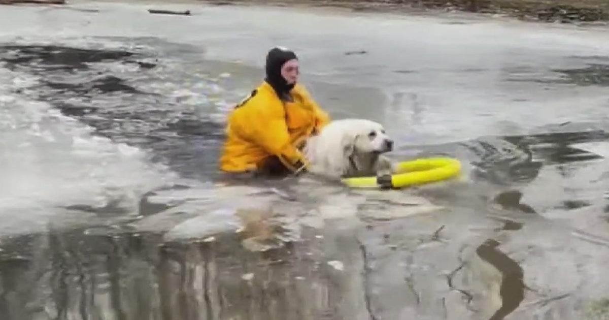 A rescue tale: Suburban Chicago firefighter saves dog from icy waters ...