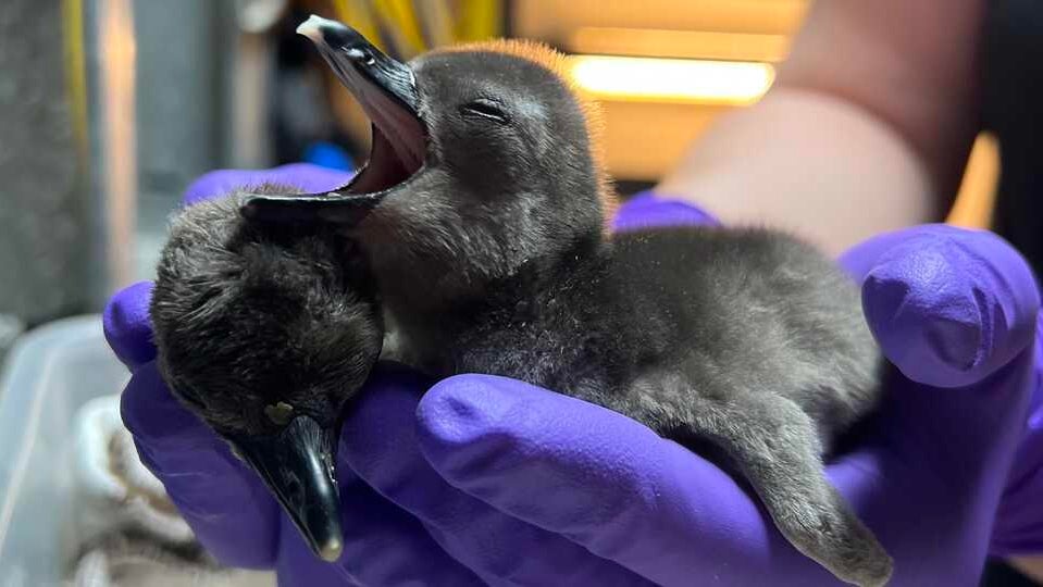 San Francisco's California Academy of Sciences experiencing a baby boom ...