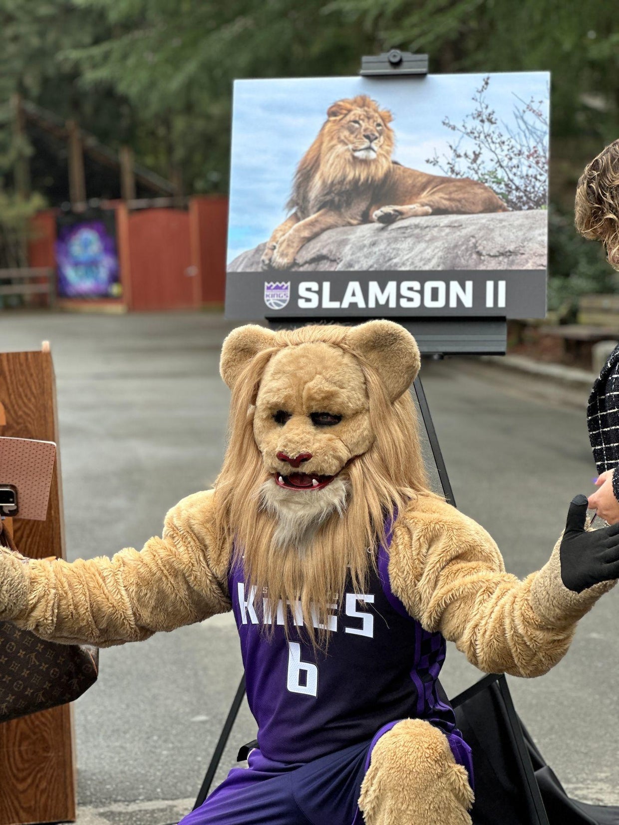 Meet "Slamson II," Sacramento Zoo's new male lion - CBS Sacramento