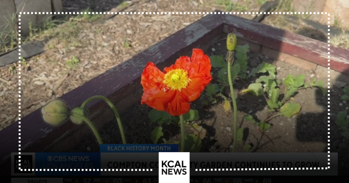 Compton Community Garden continues to grow | Black History Month - CBS ...
