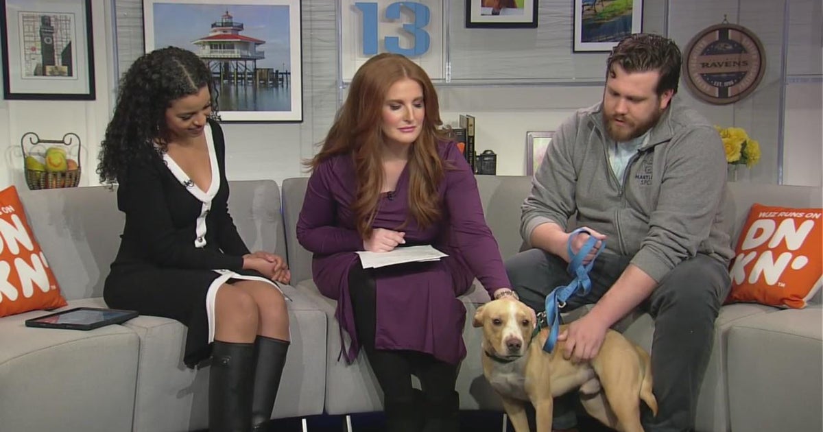 The Maryland SPCA has dozens of cats and dogs looking for a forever ...