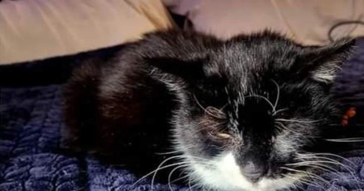 Elderly cat beaten and thrown against wall in Butler, humane officers ...