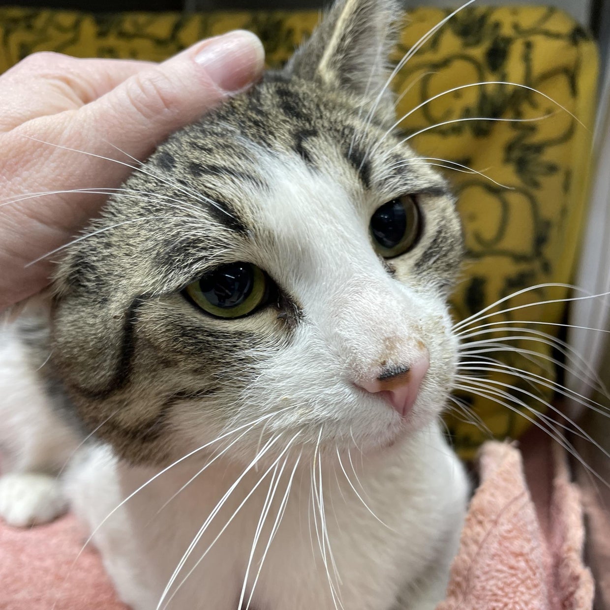 Mechanic rescues cat from inside muffler in Chicago's western suburbs ...