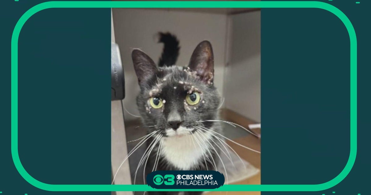Good news: Leonard the cat has been adopted - CBS Philadelphia