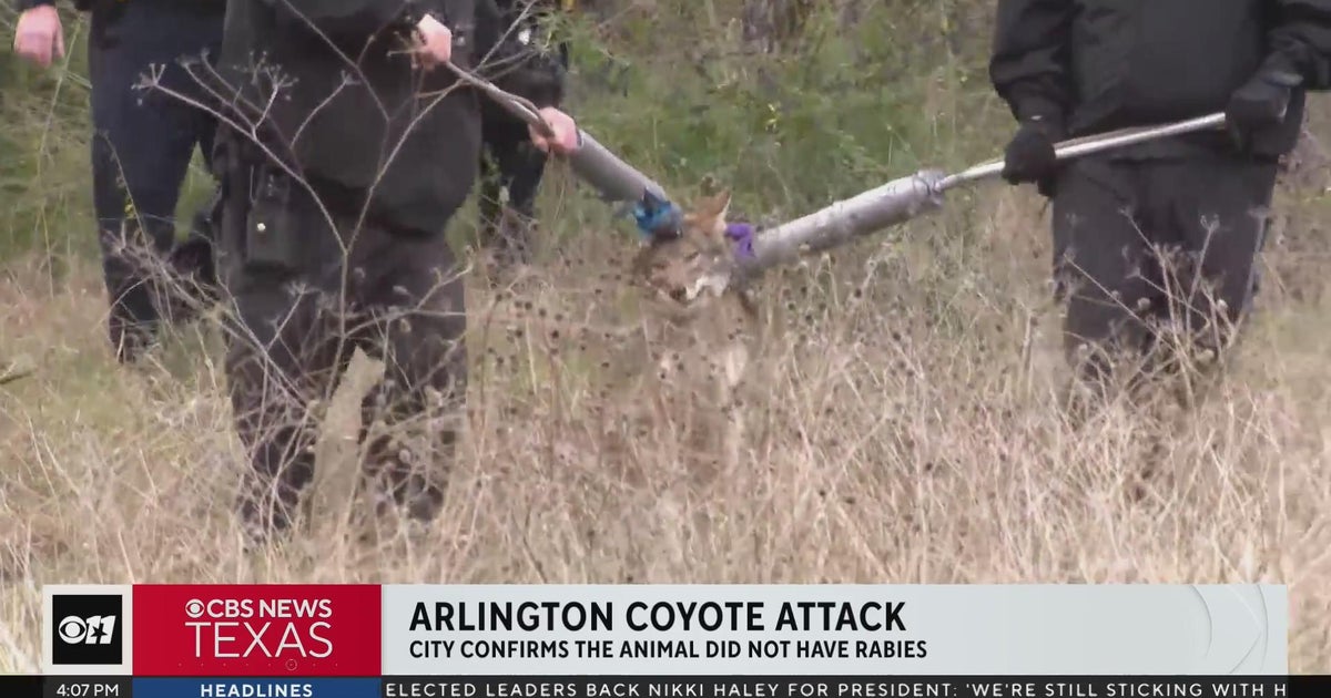 Captured coyote tests negative for rabies - CBS Texas