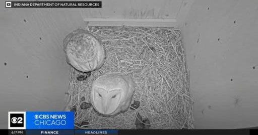 Hoot Suite: Barn owls makes themselves at home in nesting box - CBS Chicago