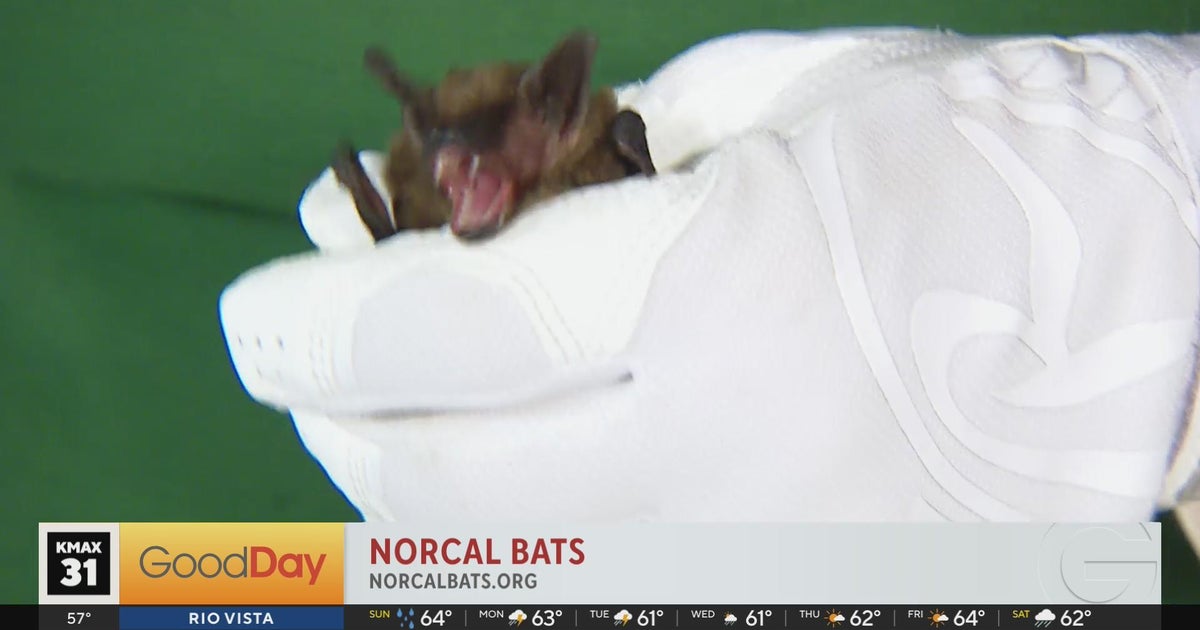NorCal Bats, 10am - Good Day Sacramento