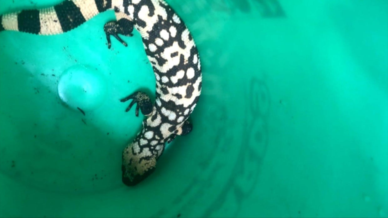 Pet Gila monster bites Colorado man, who dies in what experts call a ...