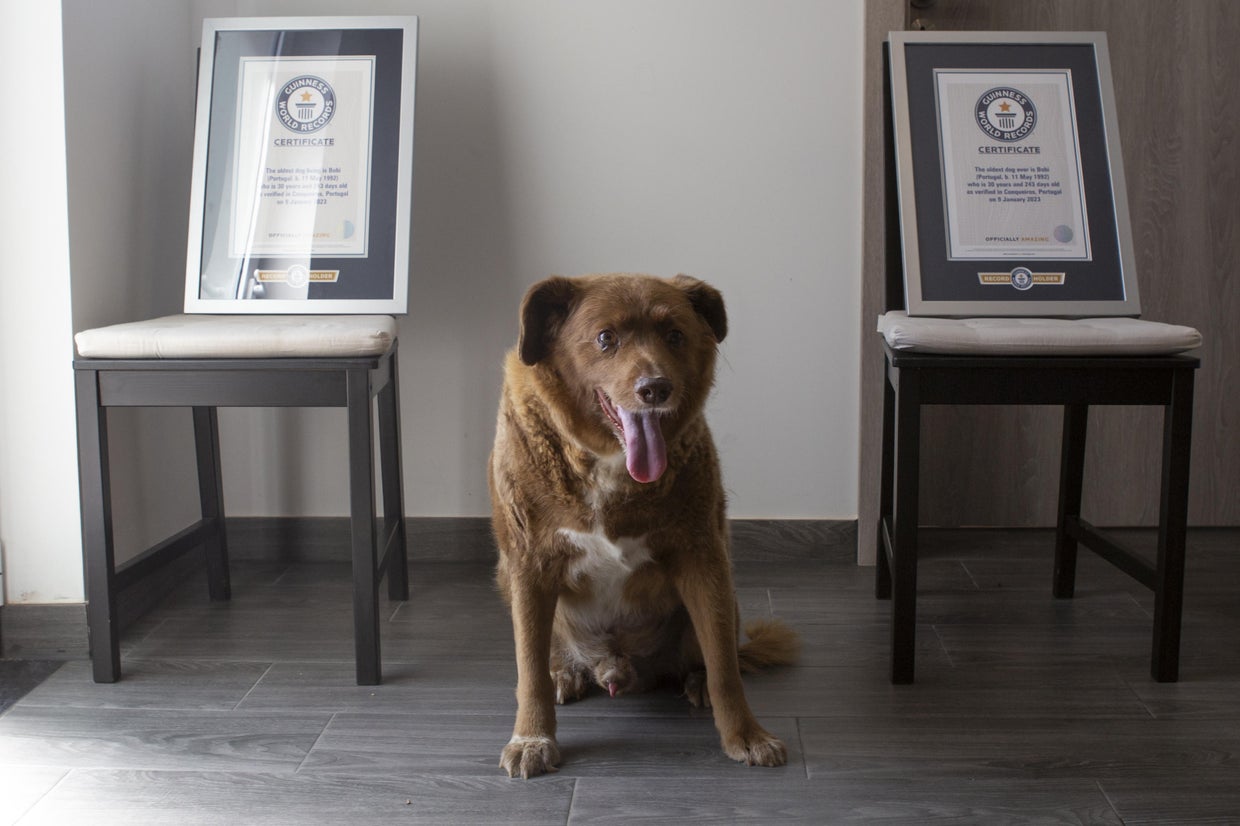 Bobi loses title of world's oldest dog ever, after Guinness ...