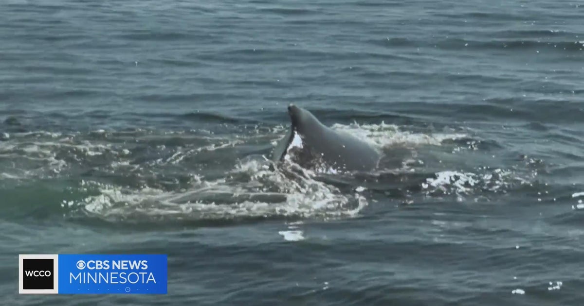 Why do whales sing? Science may have cracked the code. - CBS Minnesota