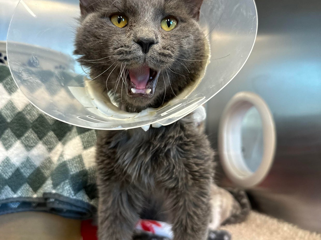 Severely burned cat found in Boston, MSPCA looking for his family - CBS ...