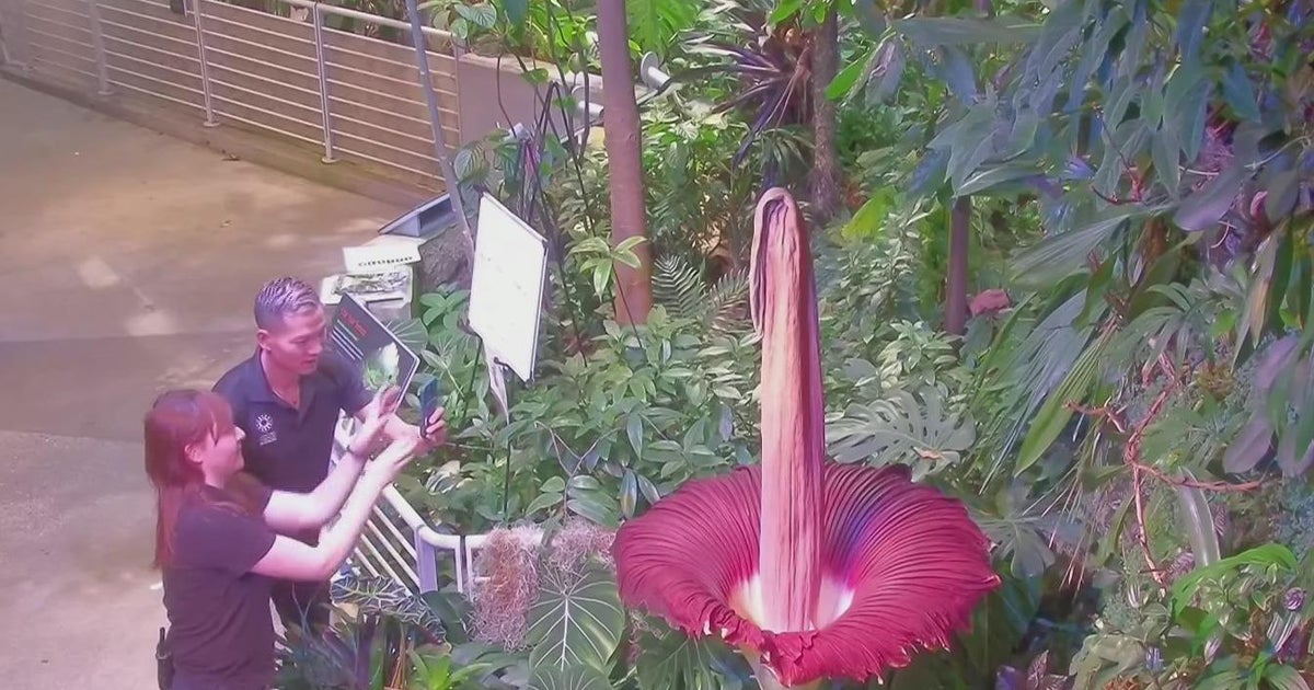 Putrid-smelling corpse flower blooms at California Academy of Sciences ...