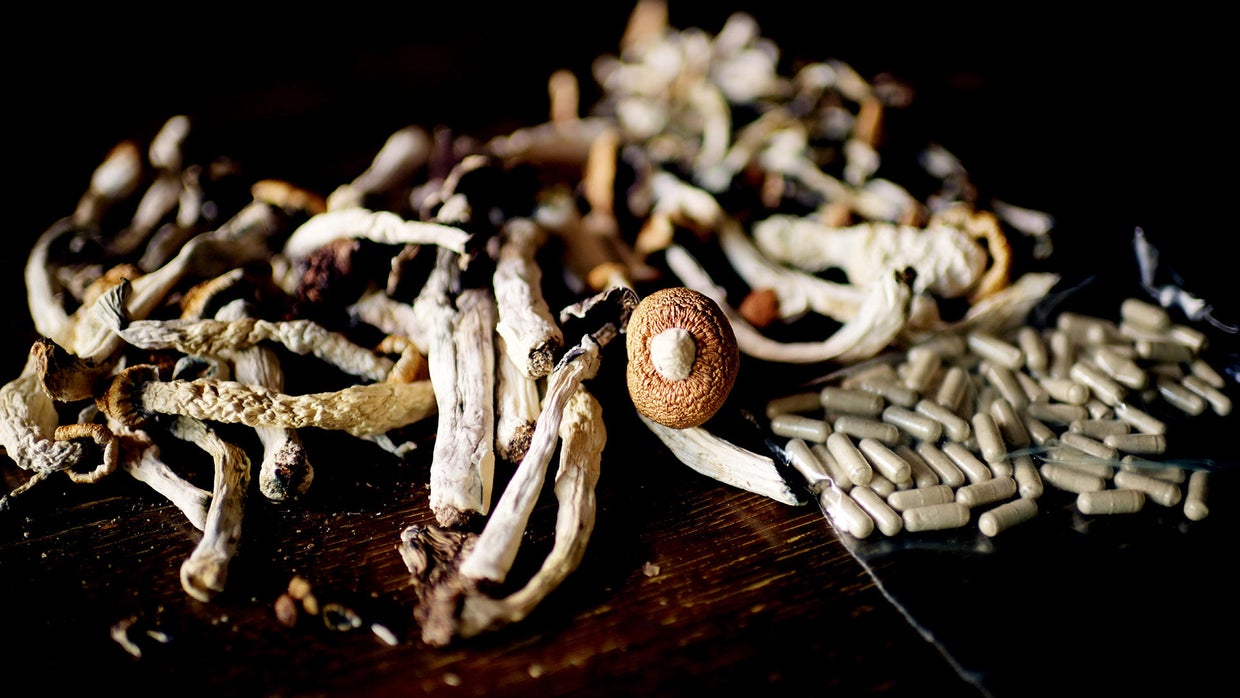 Denver wants your help developing policy for magic mushrooms - CBS Colorado