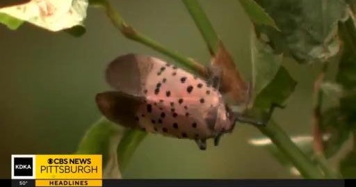 Conservationists talk about Invasive Species Awareness Week - CBS ...