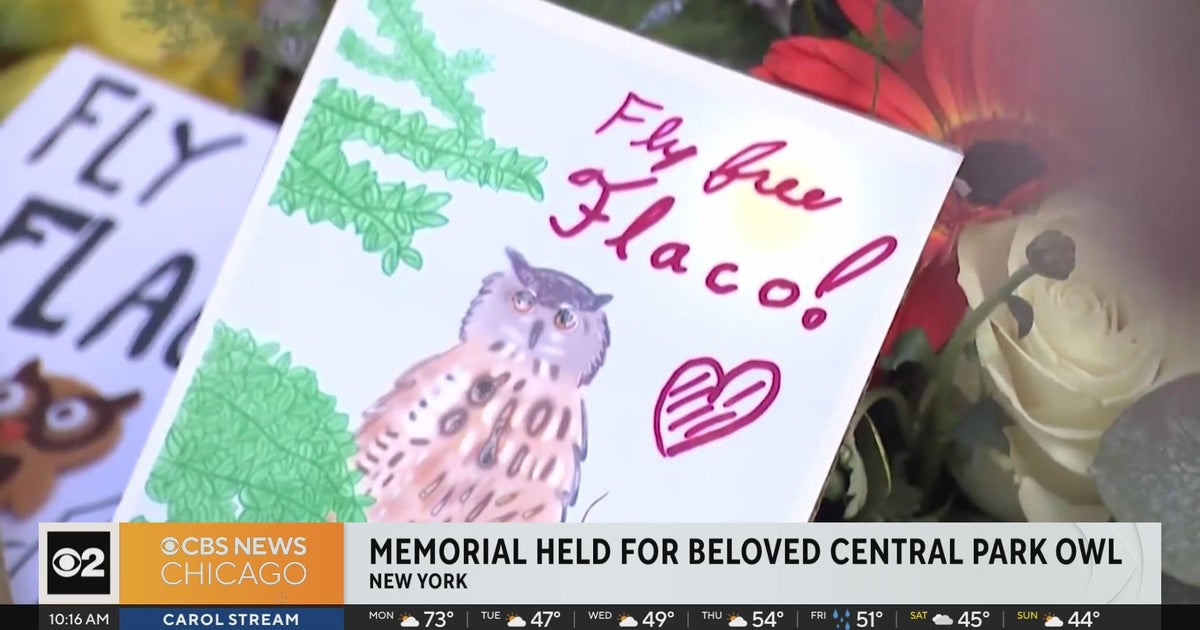 Remembering Flaco the owl - CBS Chicago