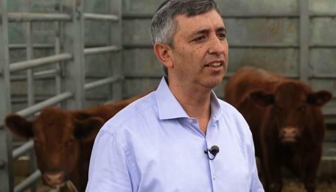 What these red cows from Texas have to do with war and peace in the ...