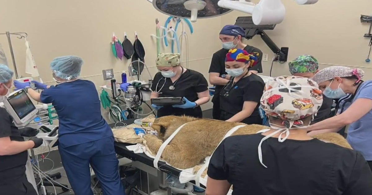 Lomelok, Lincoln Park Zoo lion cub, recovering after back surgery - CBS ...