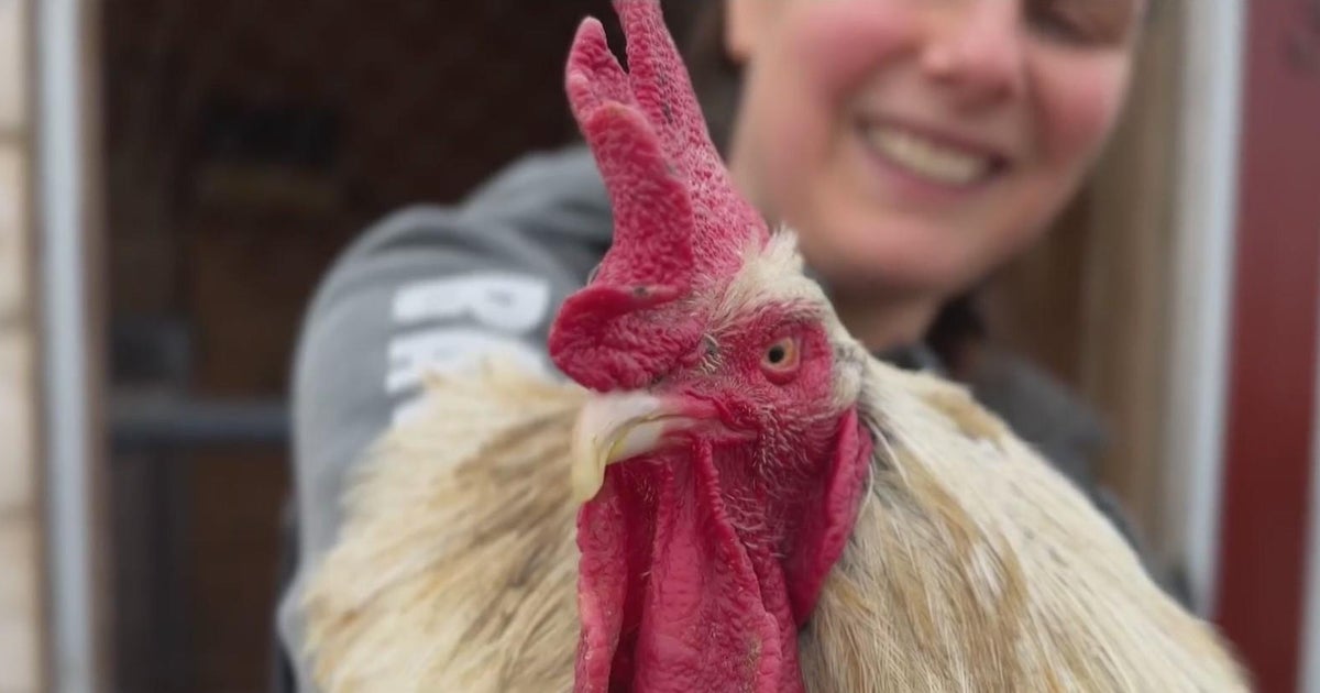 Barn Sanctuary in Chelsea gives farm animals new lease on life - CBS ...