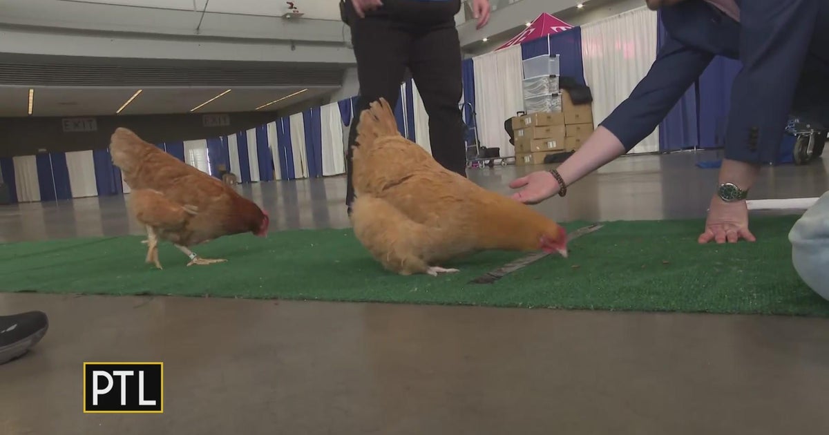 PTL Chicken Races: Heather Abrahen vs Parmesan - CBS Pittsburgh